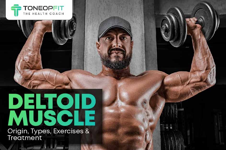 Deltoid Muscle: Origin, Types, Exercises And Treatment